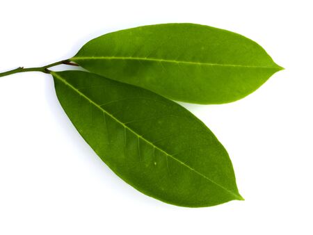 Vertus des feuilles de Corossol. - Mattaï Magazine