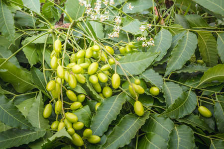 Le neem pour une peau saine. - Mattaï Magazine